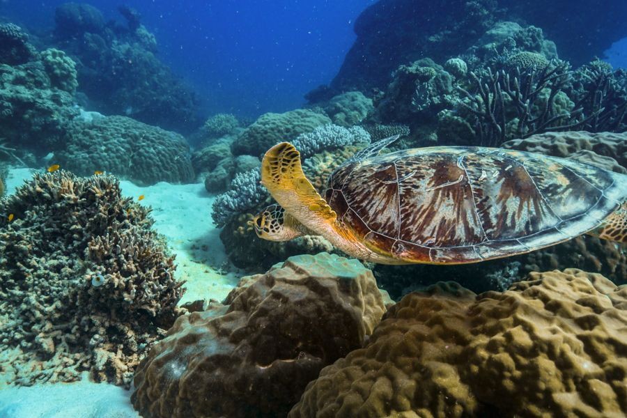 Half Day Snorkel and Dive Tour | Tusa Reef Tours - Cairns-Tours