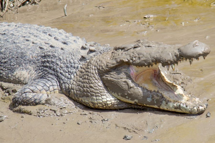 Whitsunday Crocodile Safari - Sailing Whitsundays
