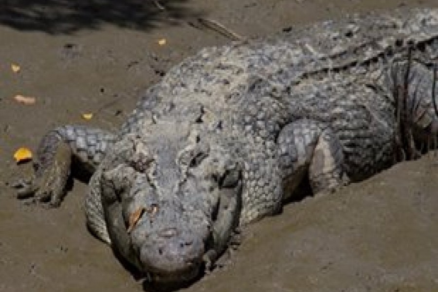 Whitsunday Crocodile Safari - Sailing Whitsundays